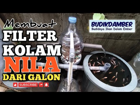 Cara Membuat Filter Kolam Ikan dari Galon Bekas | Budidaya Ikan Nila di ...