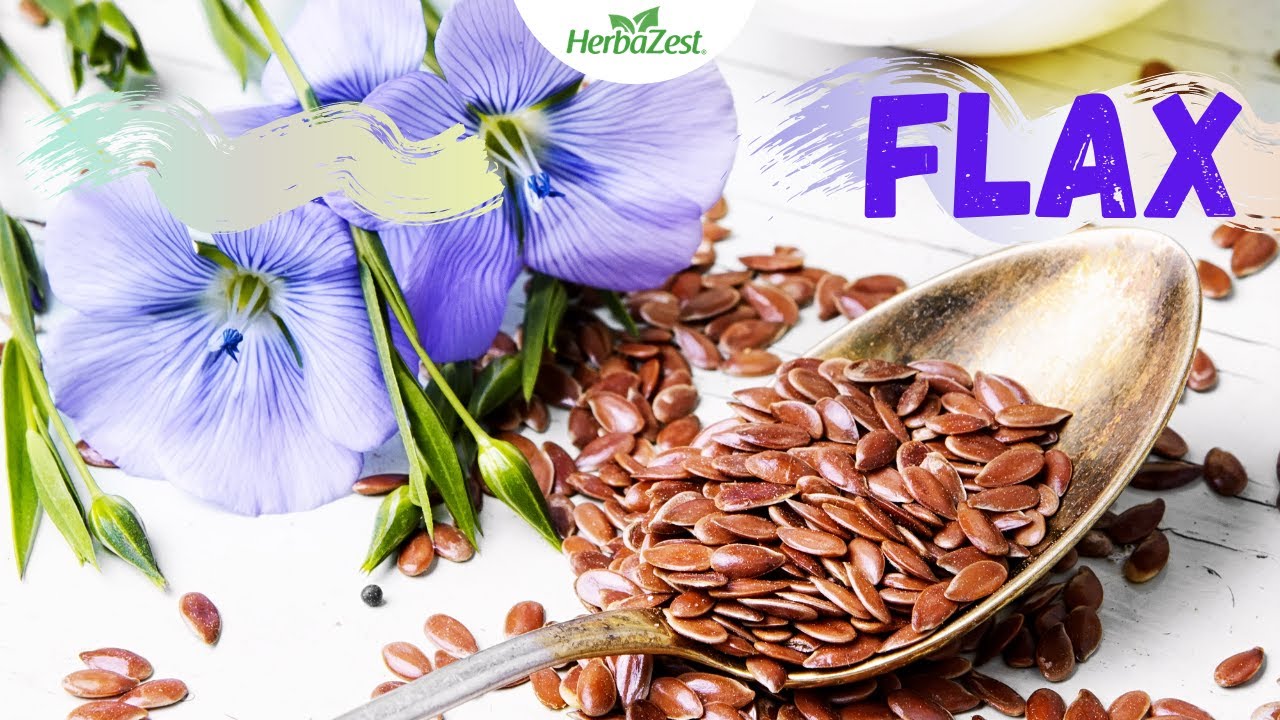 Flax - Herbazest - YouTube