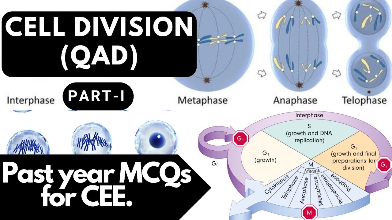 Cell Division(Part-1)+ QAD of Past Year MCQs CEE, IOM, KU, BPKIHS ...