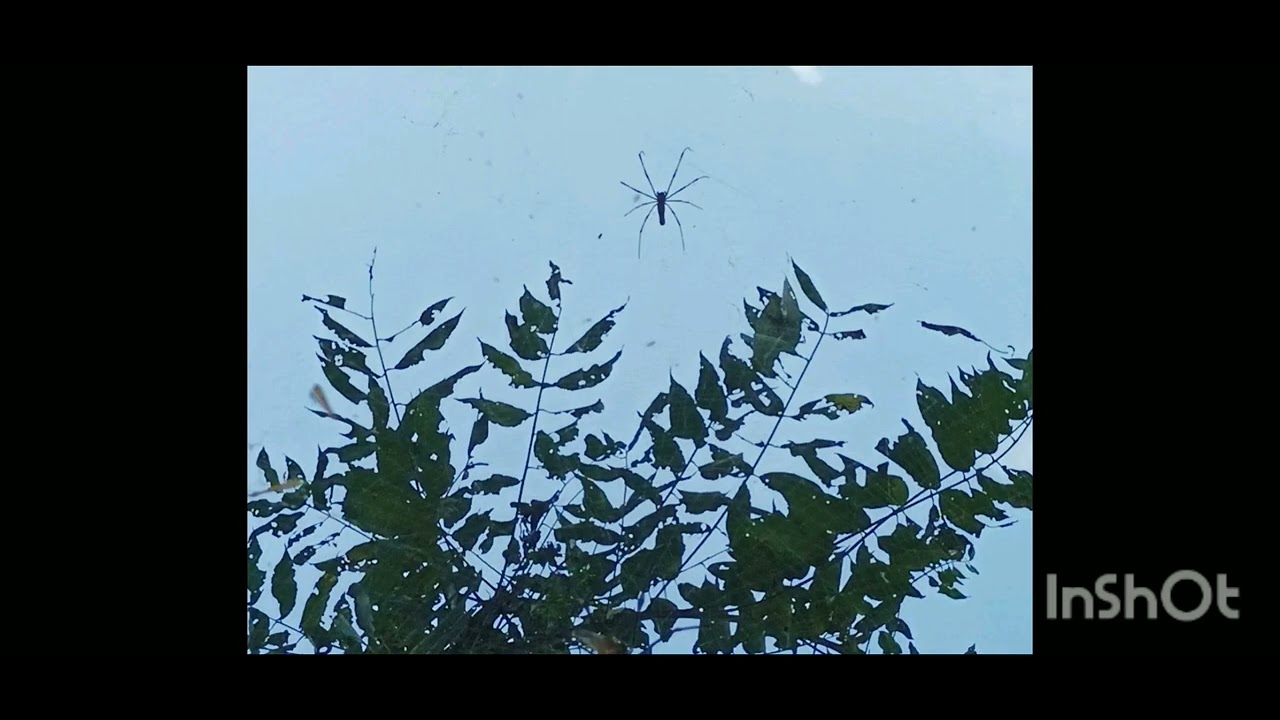 Beautiful home of spiders( .spider web) in the garden - YouTube