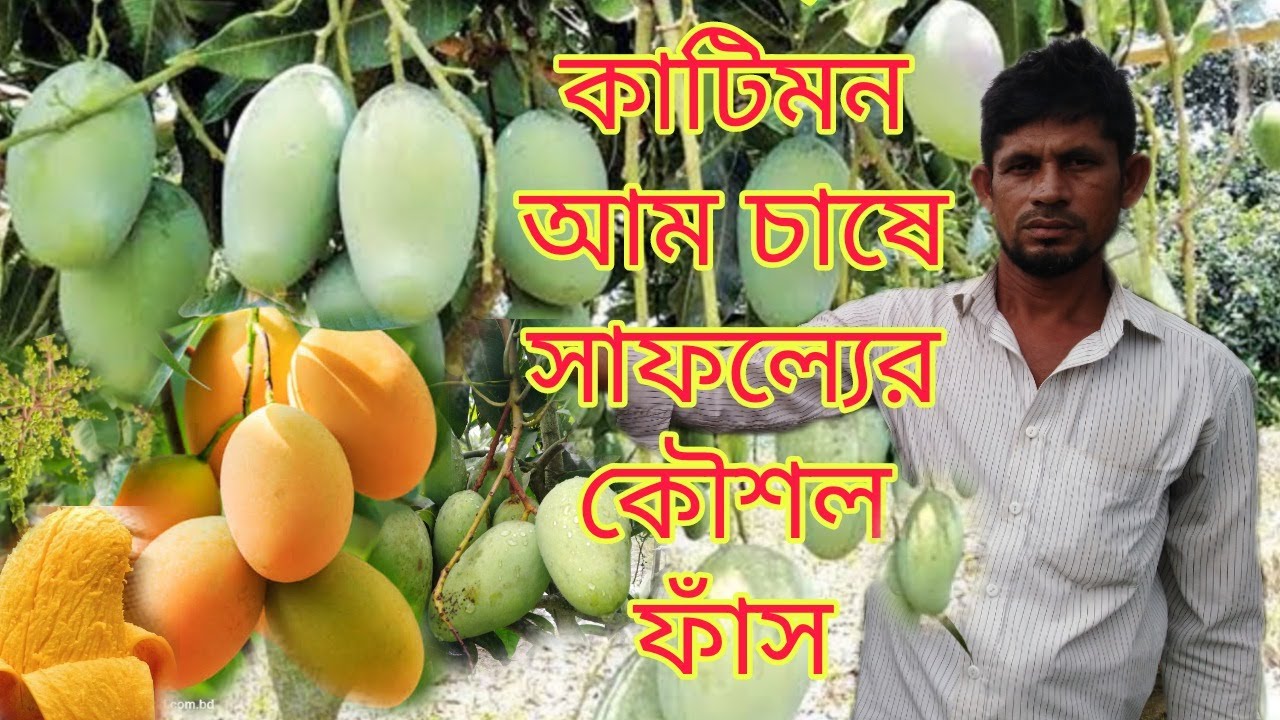 আসল কাটিমন চেনার পদ্ধতি্‌,বারোমাসি আমের সেরা জাত,আম গাছের চারা চেনার ...