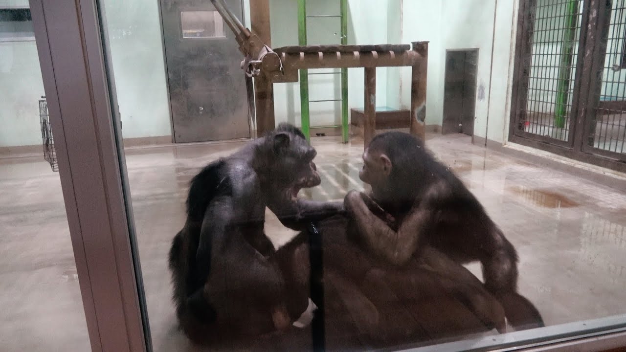 🎶Lovely PINA family 素敵なピナちゃん家族 Chimpanzee Obihiro Zoo - YouTube