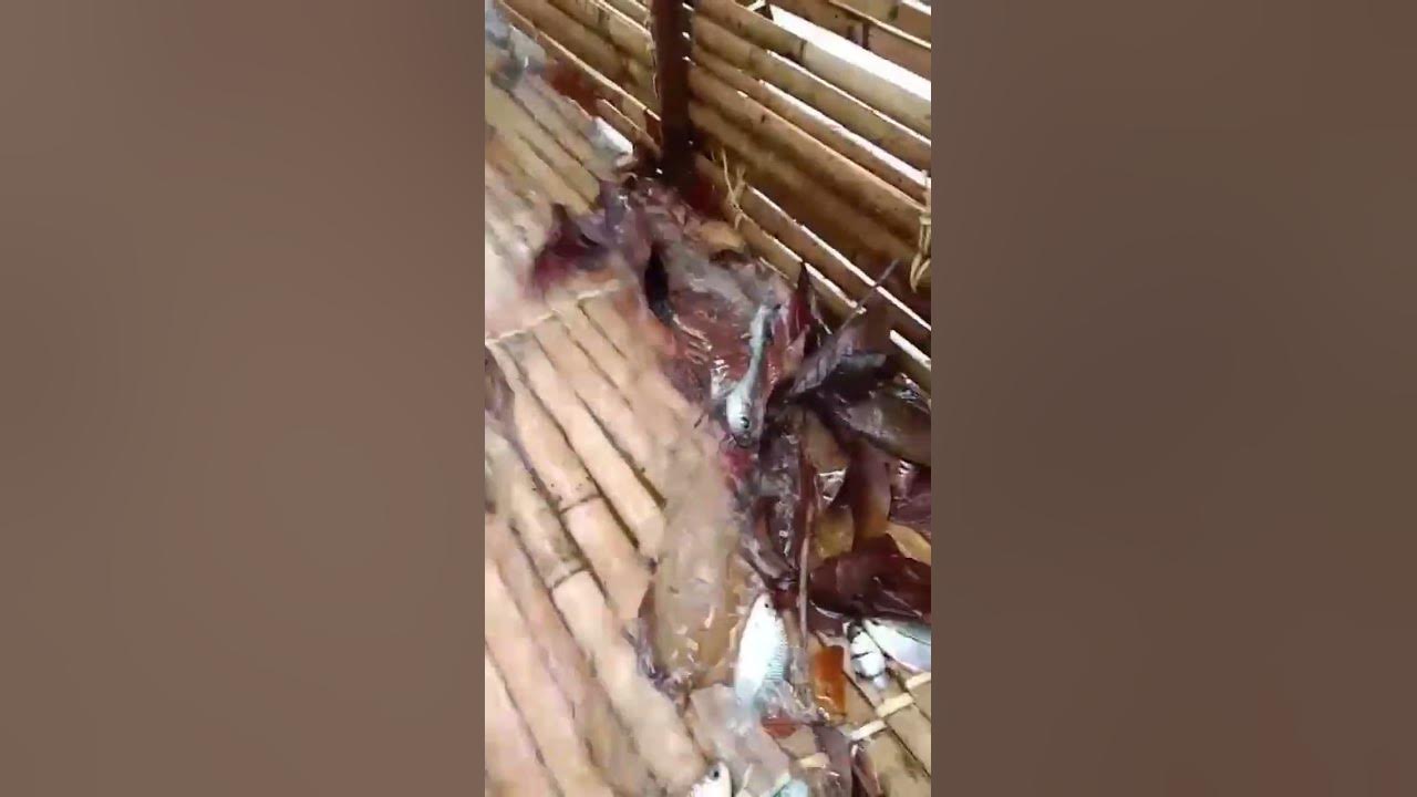 Jebakan Ikan Youtube