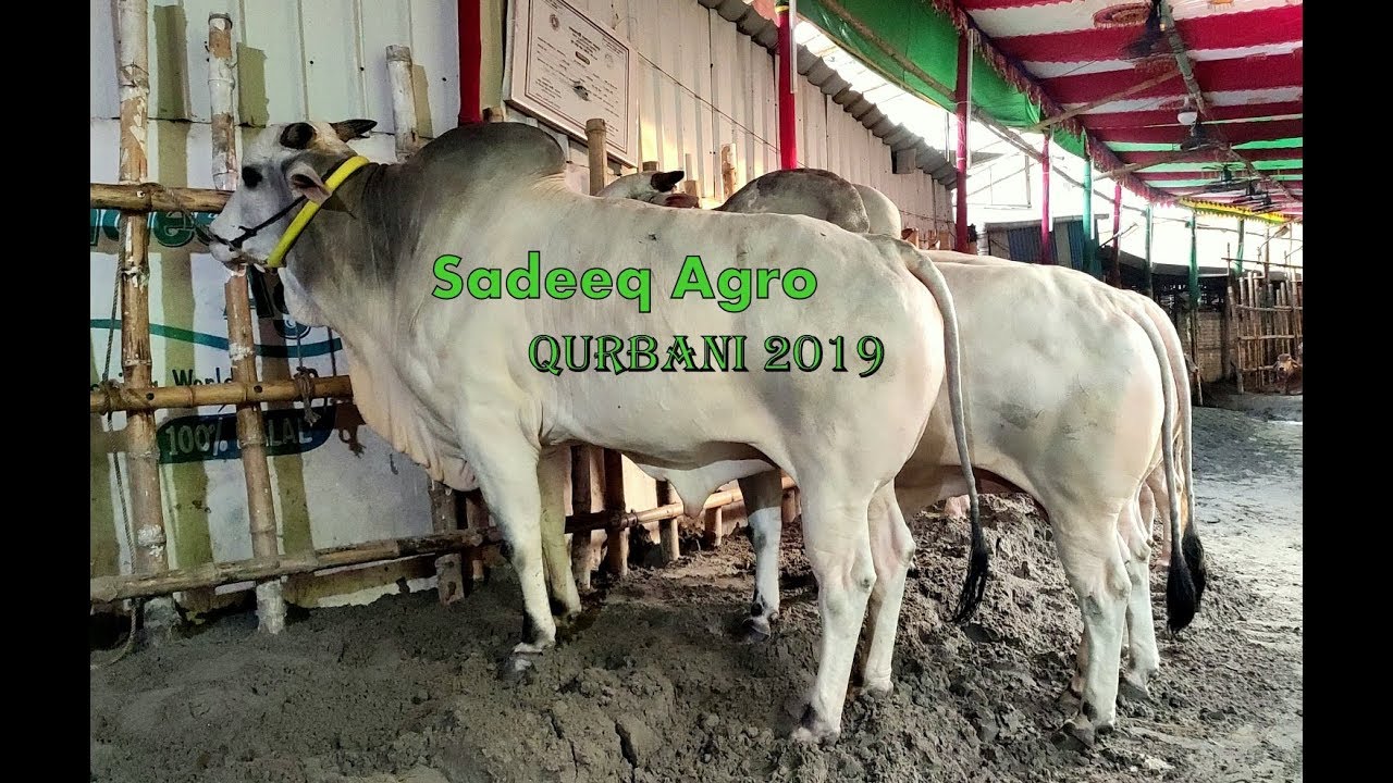 91 | Qurbani 2019 | Huge Sibbi Bull Collection | Giants in a Line ...