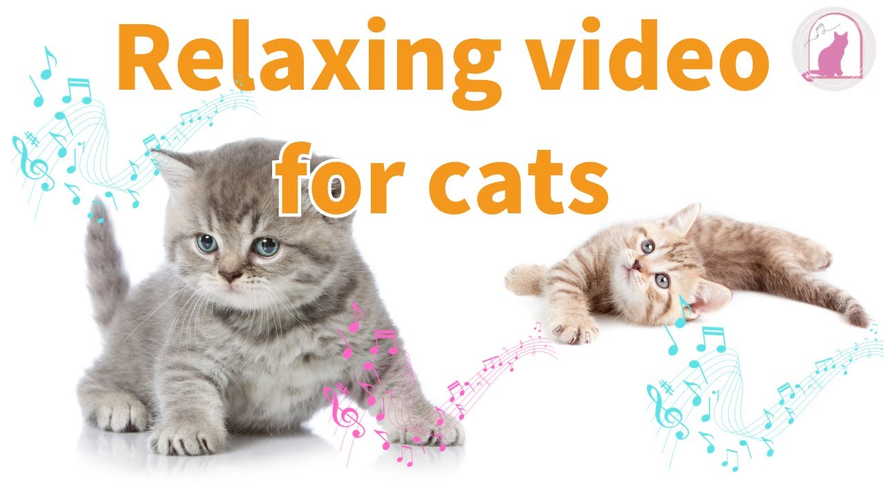 CAT TV 】-calming-relaxing cat family video for cats with peaceful music ...