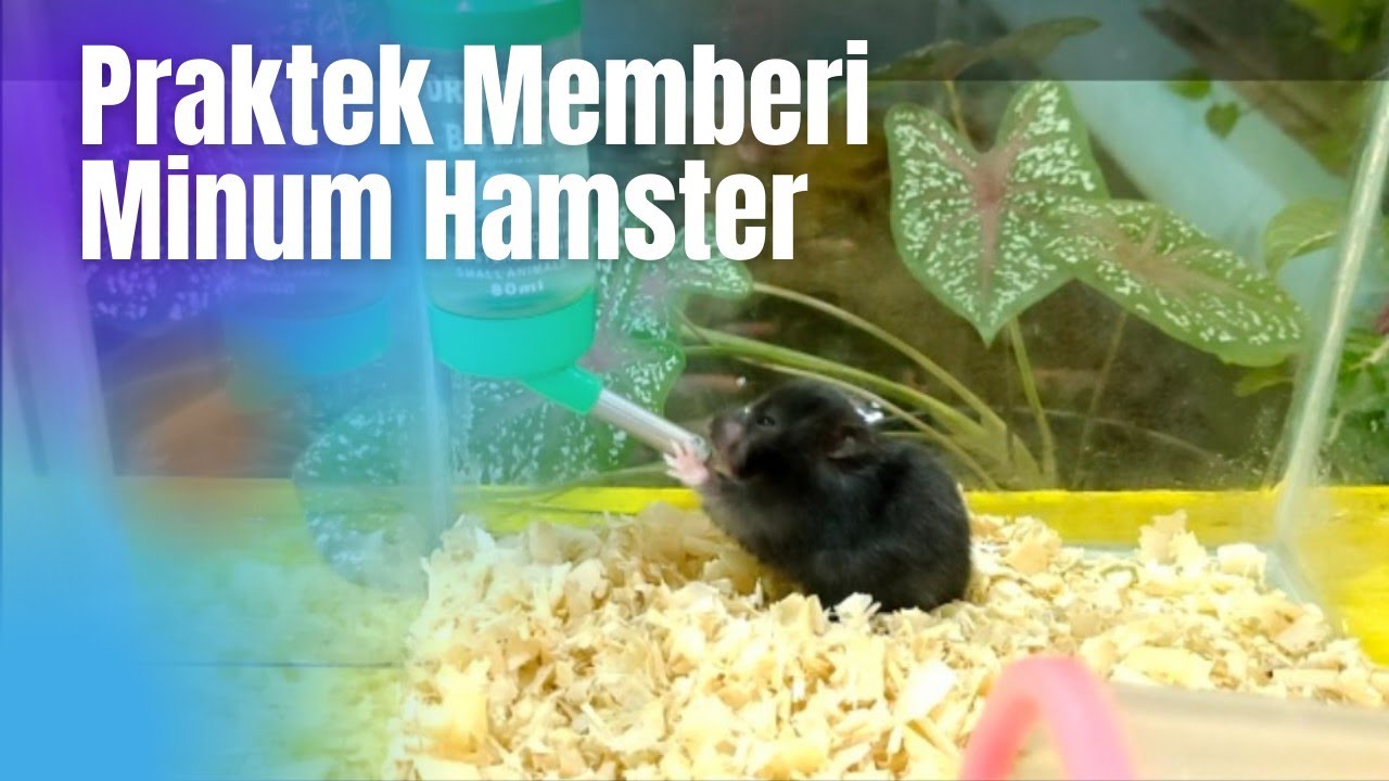 Cara Memberi Minum Hamster // Tata Letaknya - YouTube