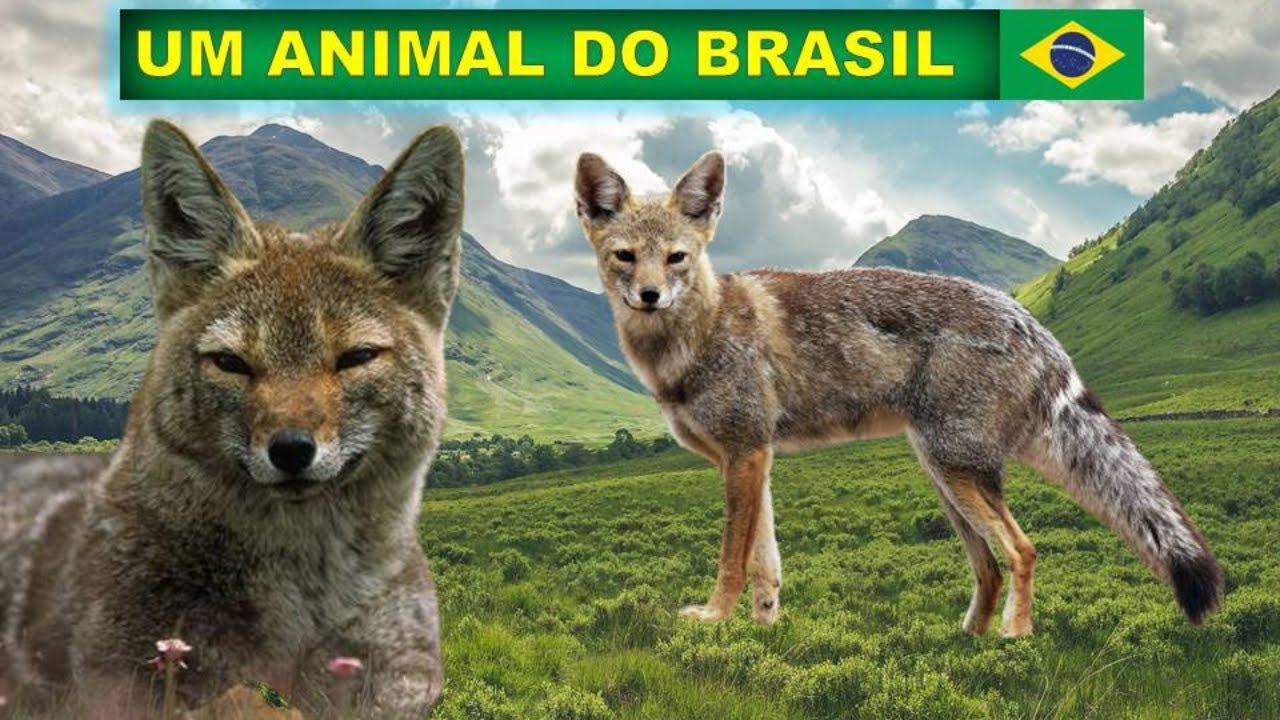 GRAXAIM OU SORRO! O BRASIL TEM 6 ESPÉCIES DIFERENTES DE CANÍDEOS ...
