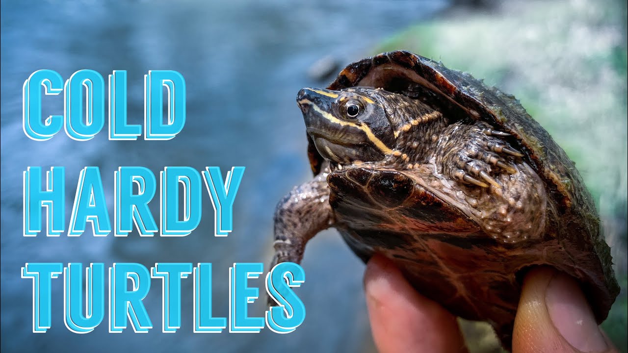 MY TOP 5 Cold Tolerant Turtle Species as Pets - YouTube