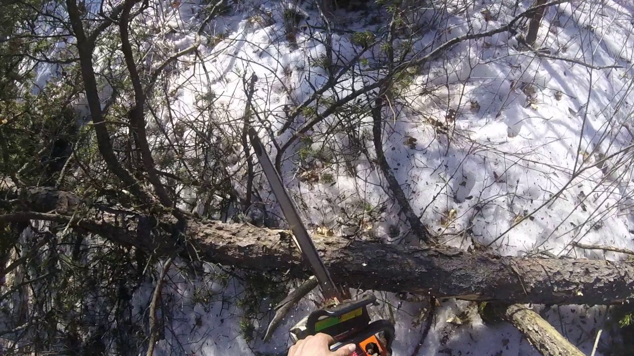 BUCKING UP A TREE INTO PULP WOOD IN 4 MINUTES - YouTube