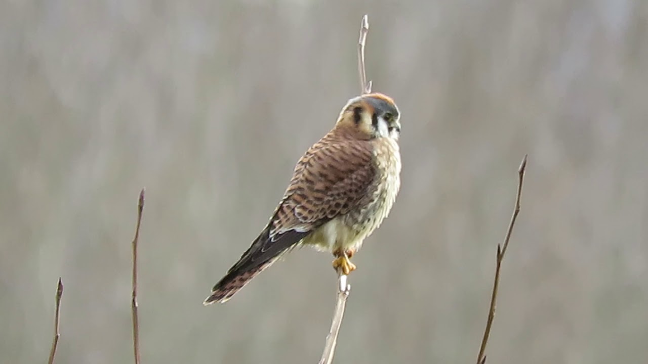 01/25/20 Adult O+ American Kestrel (Hunting) by Tukwila Wa 7922-127 ...
