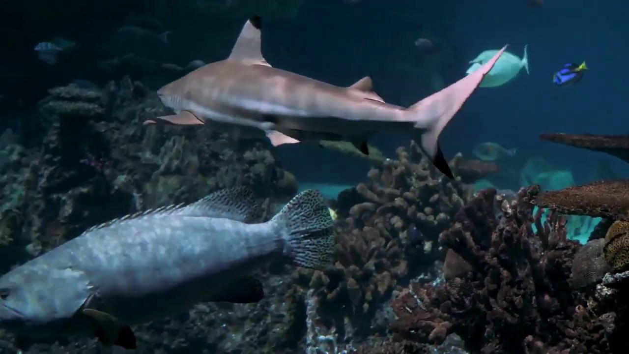 fish living under water - YouTube