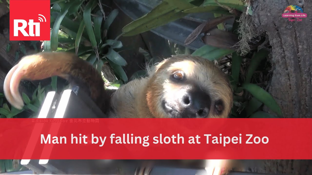 Man hit by falling sloth at Taipei Zoo | Taiwan News | RTI - YouTube