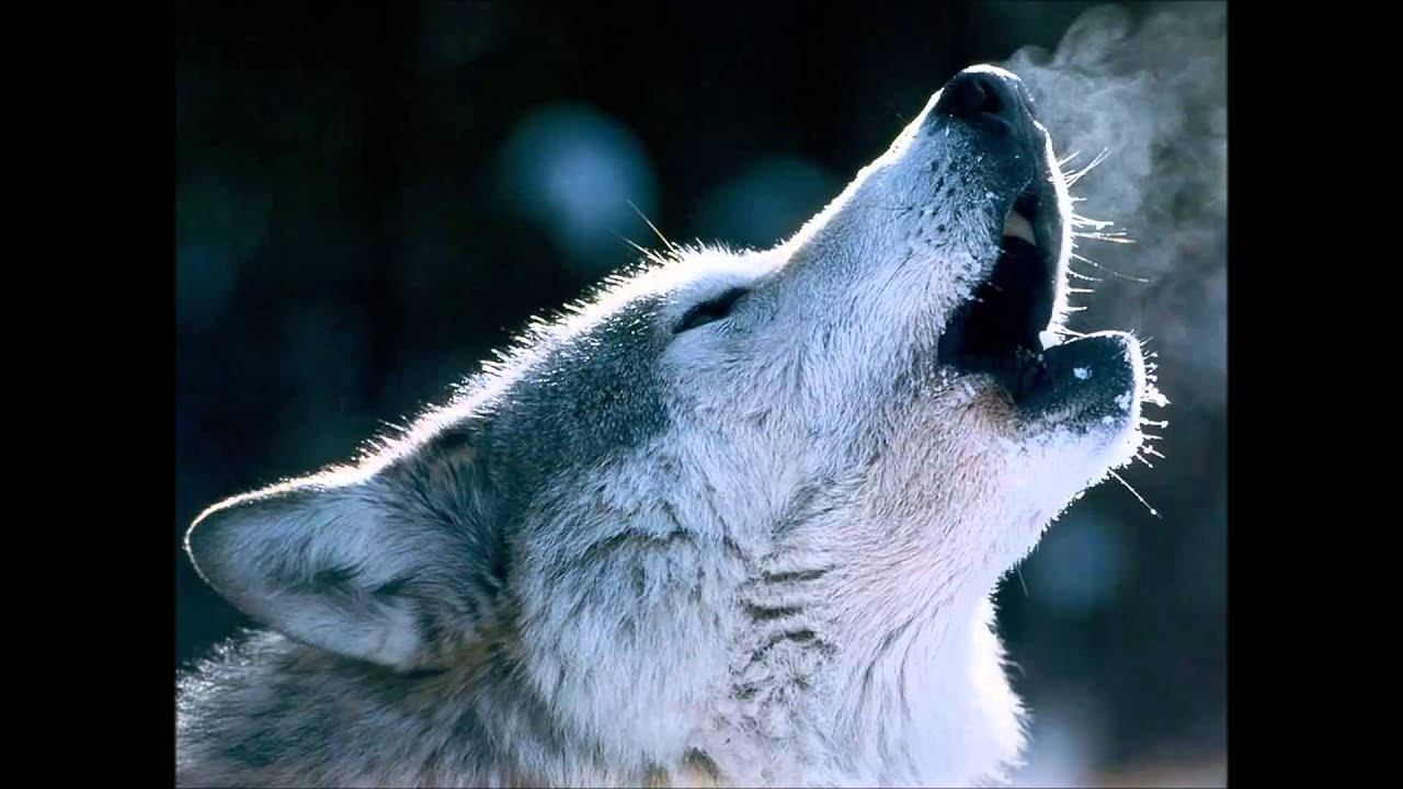 Wolves Howling - YouTube