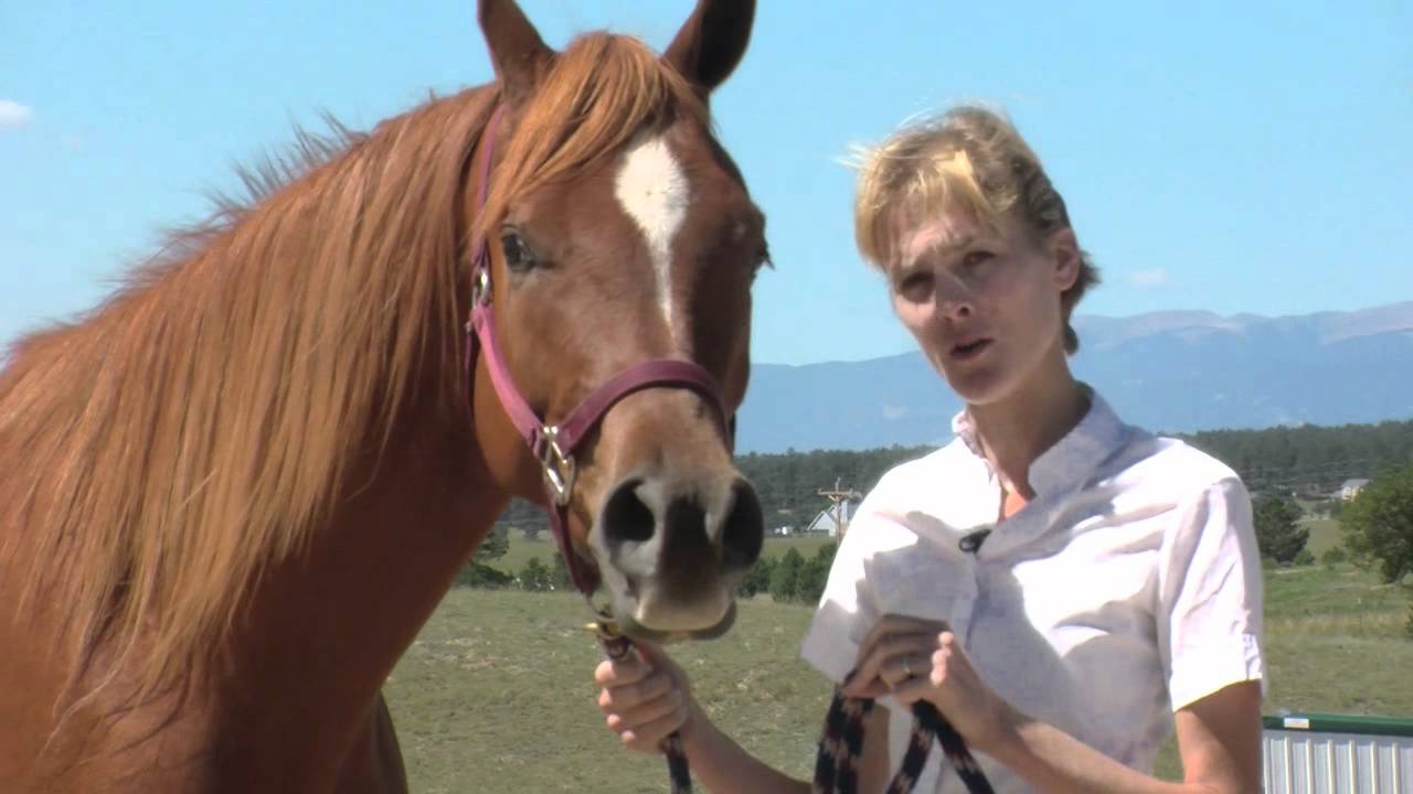 Colorado Horse Rescue - Rehab and Training - YouTube