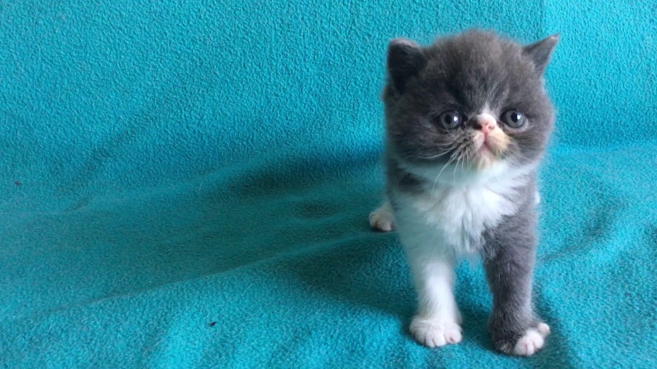 Lovely exotic shorthair baby kitten - YouTube