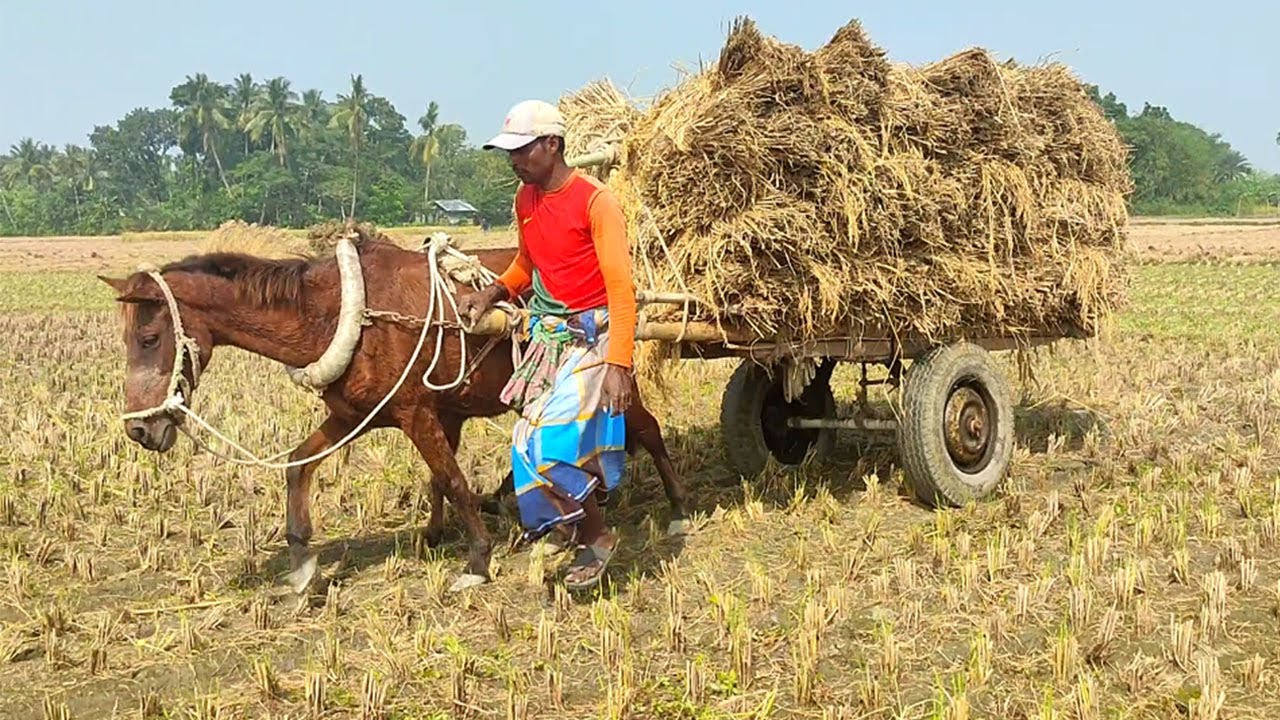 Horse cart heavy load paddy | Village Horse cart | Horse cart race ...