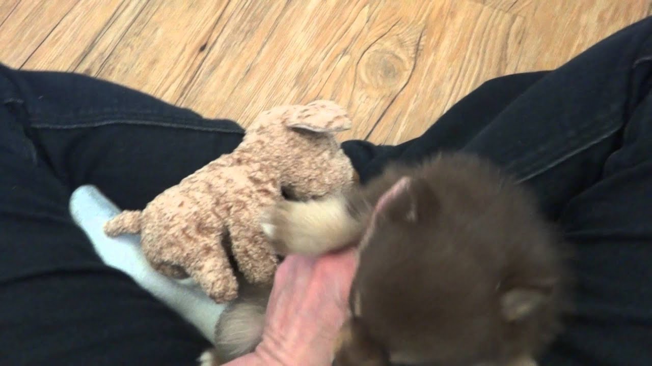 Genesis - F1b Pomsky Puppy 5 weeks old - YouTube