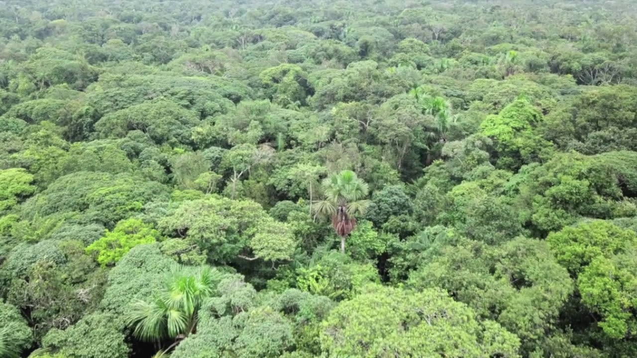 Comunidad Altamira-Rio Cananari-Vaupes, Colombia - YouTube