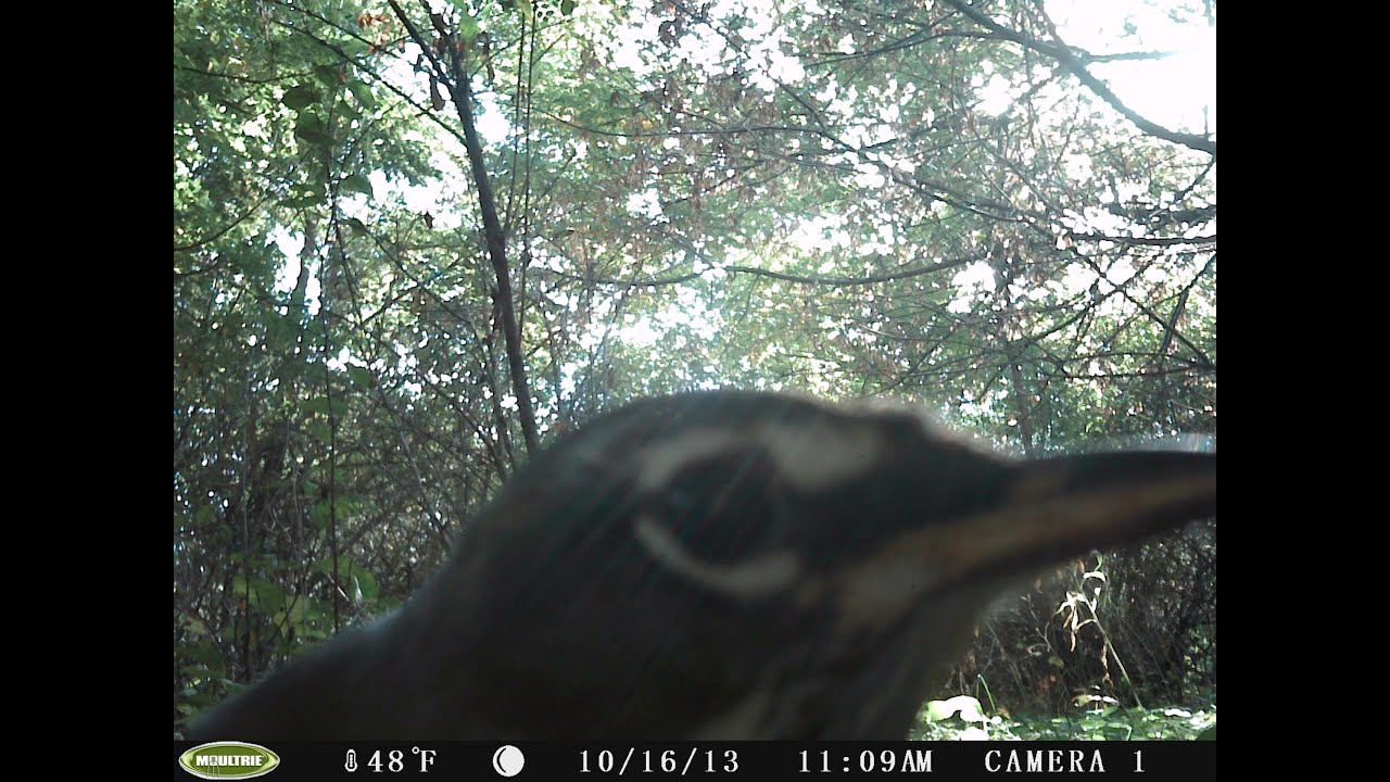 CRAZY BIRD ATTACKING VIDEO CAMERA CLOSE UP Robin Red Breast - YouTube
