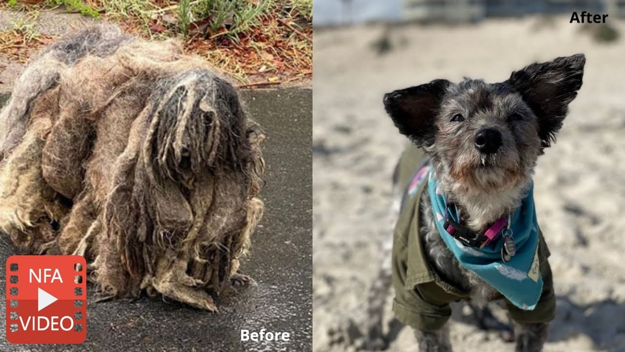Dog covered in matted fur gets rescued - YouTube
