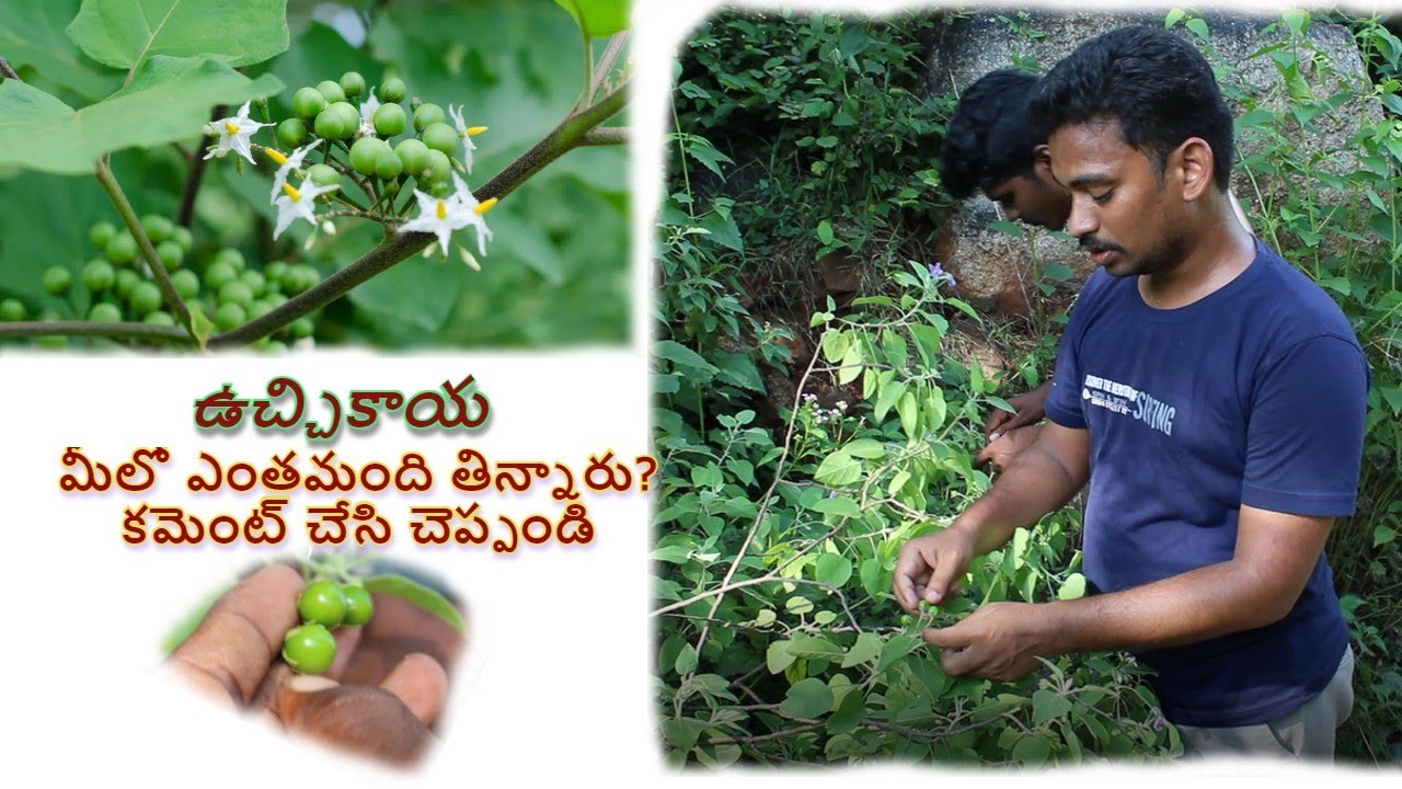 Forest Vegetable Turkey Berry | ఉచ్చికాయ | Benefits of Turkey Berry ...