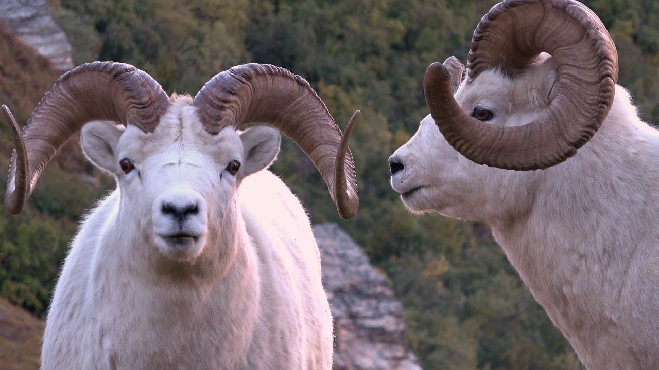 Wild Sheep Foundation Presents: The Monarch of the Mountains Part 3 ...