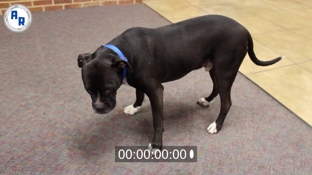 Dog Laying Down At Different Angles ~ Animation Reference Footage - YouTube
