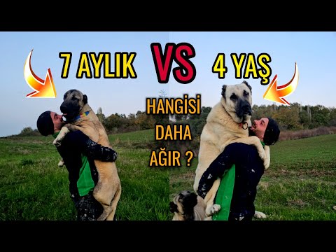 7 AYLIK KÖPEK NASIL BU KADAR AĞIR OLABİLİR ! SENCE EN AĞIR HANGİSİ ? 