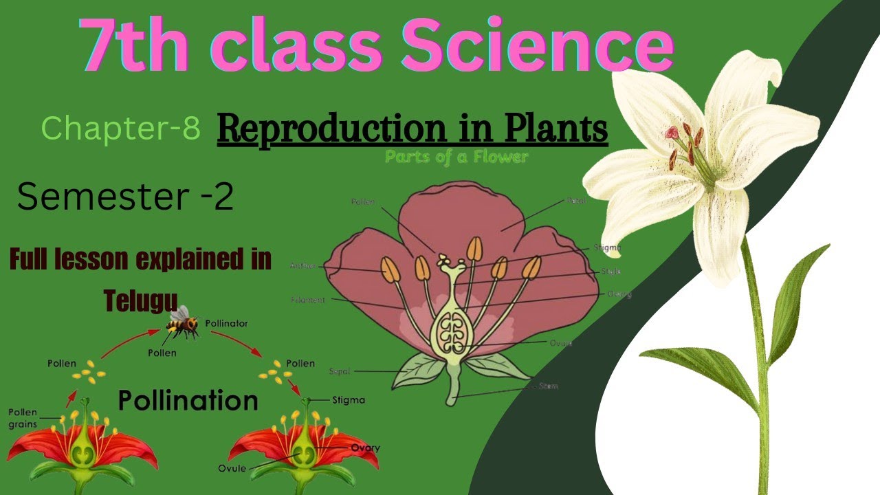 7th class Science / Reproduction in Plants full lesson explained in ...