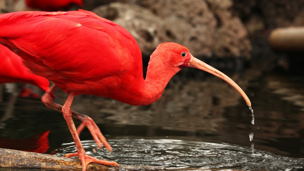 "Ibis: The Bird with a Surprising Secret!" - YouTube