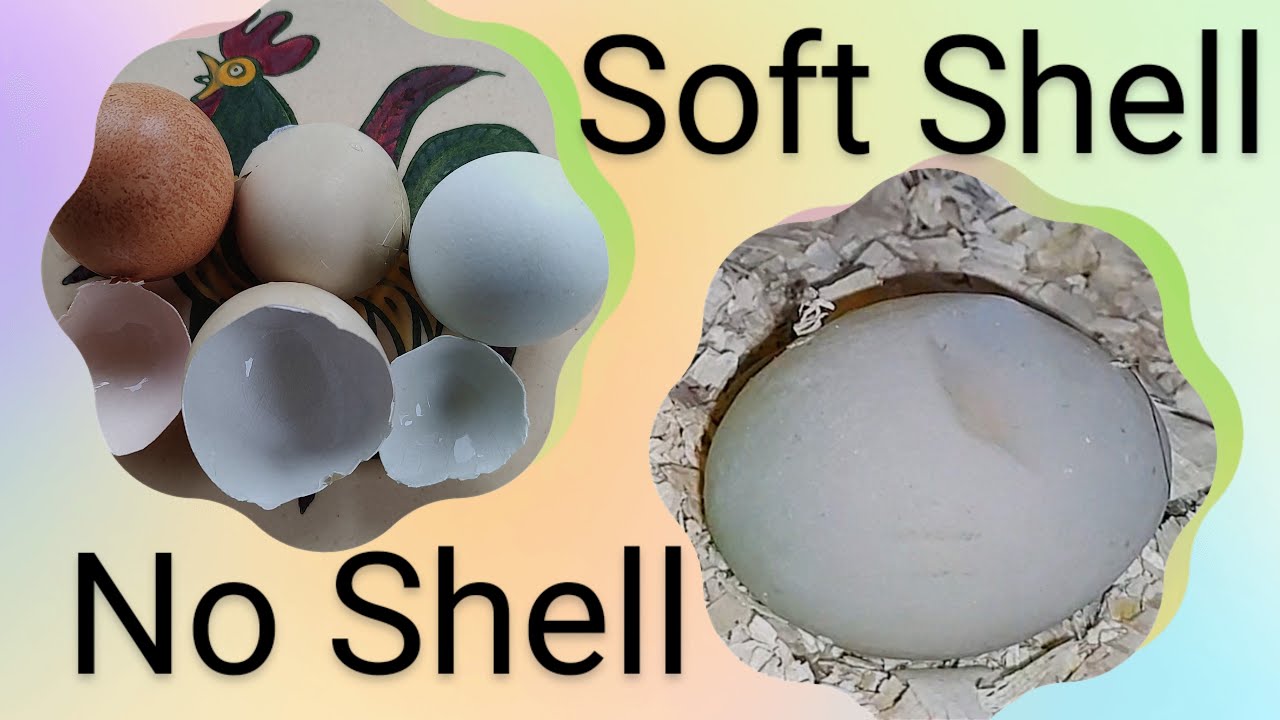 Soft shelled no shell chicken egg - YouTube