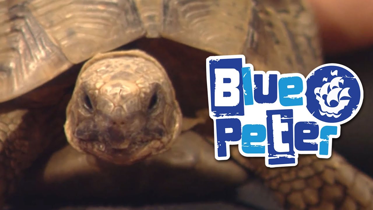 CBBC: Blue Peter - Ten Years of Shelley the Tortoise - YouTube