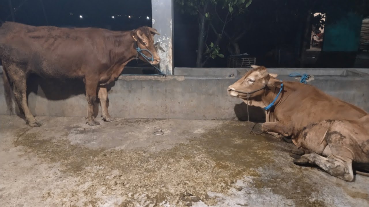 Musim Hujan, mulai banyak Sapi Sakit 🤢🐂 - YouTube