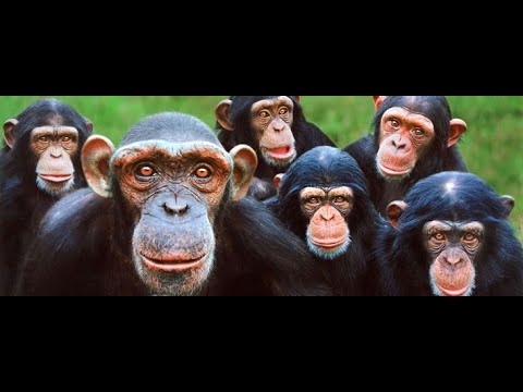 MAYMUNLAR 🐵 🦍  #EvdeKal