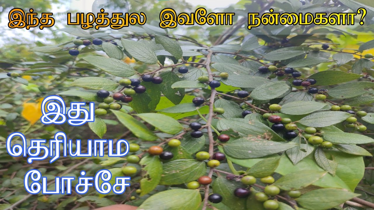 Soratu Pazham | Soora Pazham | Jackal jujube fruit | Benefits Of Soora ...