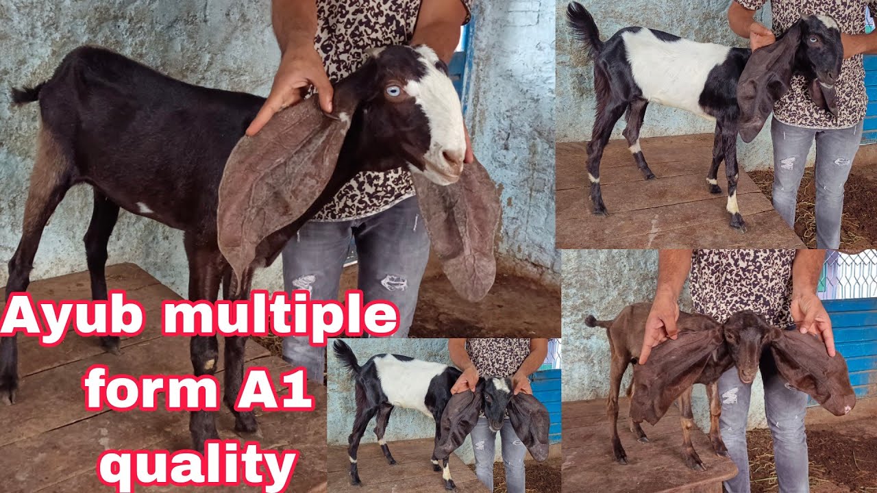 Ayub multiple form offers Hyderabad goat A1 quality female or Male ...