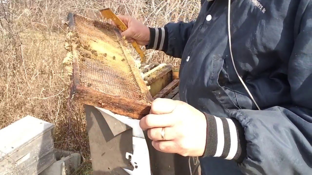Late winter bee hive inspection - YouTube