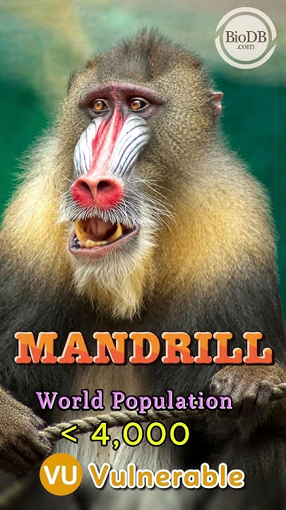 🐵Mandrill facts, distribution & population | BioDB #biodb #facts #reels ...