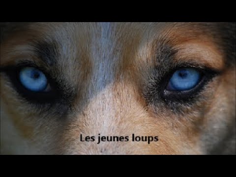 Les jeunes loups par Claude Noterman 2024 - YouTube