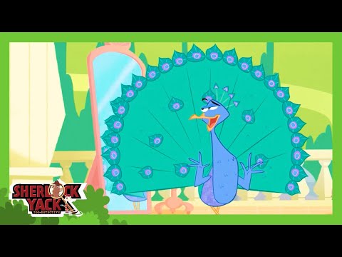 🦚 Who Clipped the Peacocks Beautiful Feathers? | Sherlock Yack | Cartoons for Kids