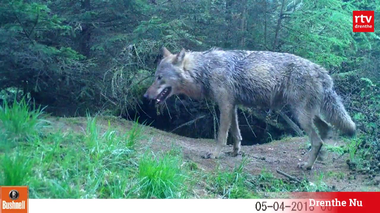 Wolf vestigt zich in Drenthe - YouTube