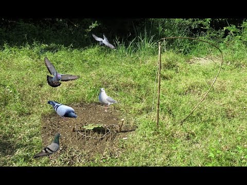 Bird Trap - How To Make A Spring Net Trap For Birds - Awesome Quick ...