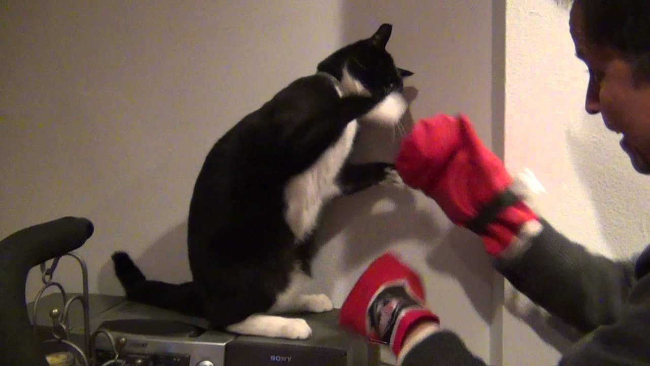 Funny Cat Boxer - YouTube