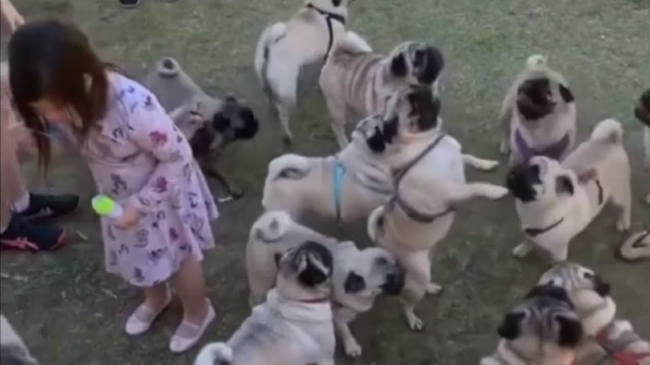 Large gathering of playful pugs will make your day - YouTube