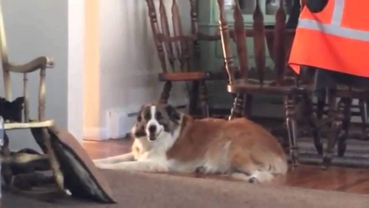 Loads of Dogs - YouTube