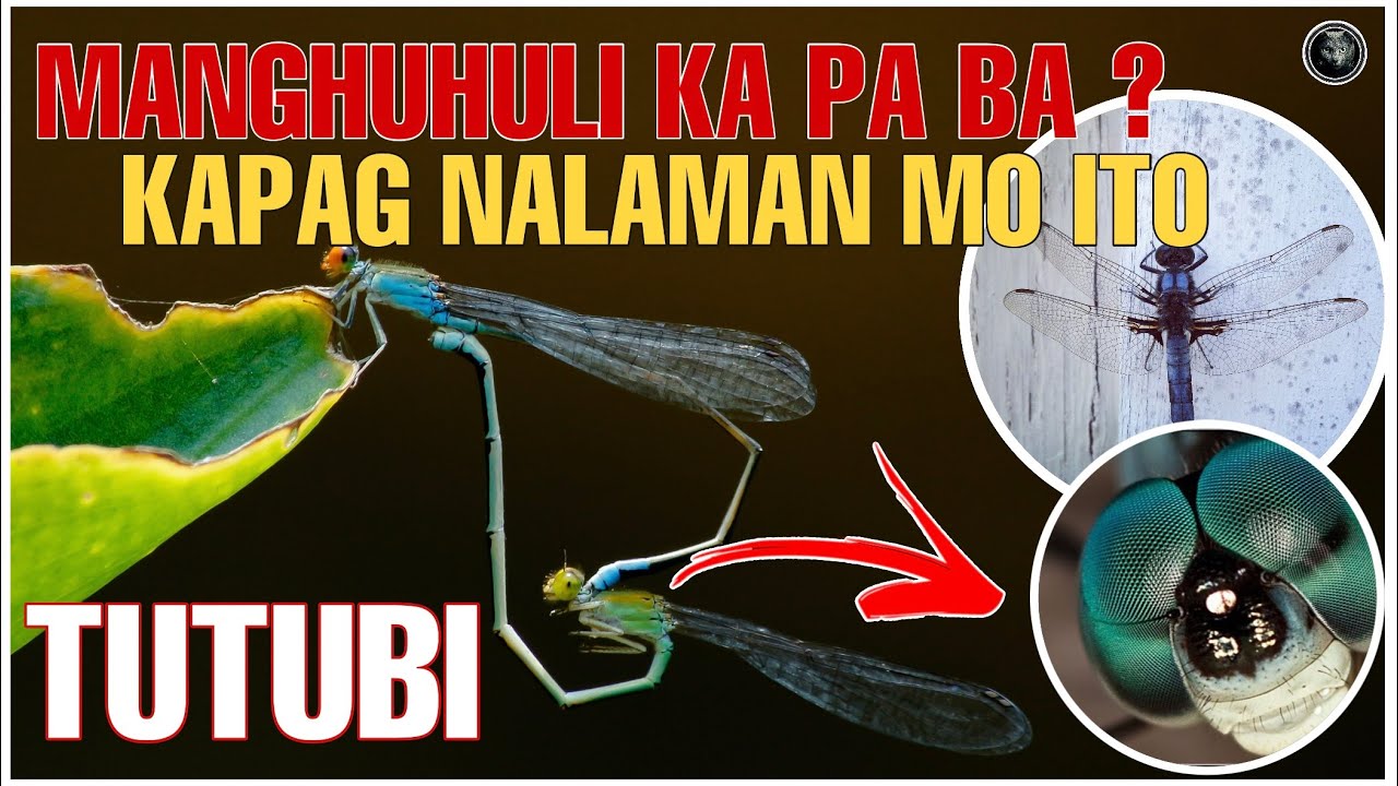 Bhes Tv; 7 BAGAY TUNGKOL SA MGA TUTUBI | DRAGONFLY FACTS TRIVIA - YouTube