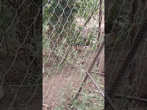 #keşfet #shor #cat #shortvideo #nature #azadliq #music #remix #dance #dj #viralvideo #viralshorts