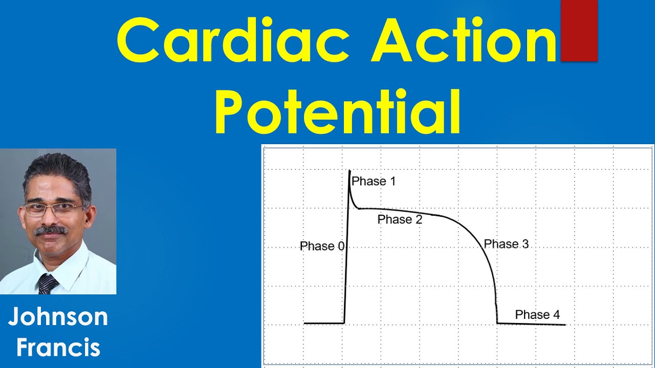 Cardiac Action Potential and Diastolic Depolarization - YouTube