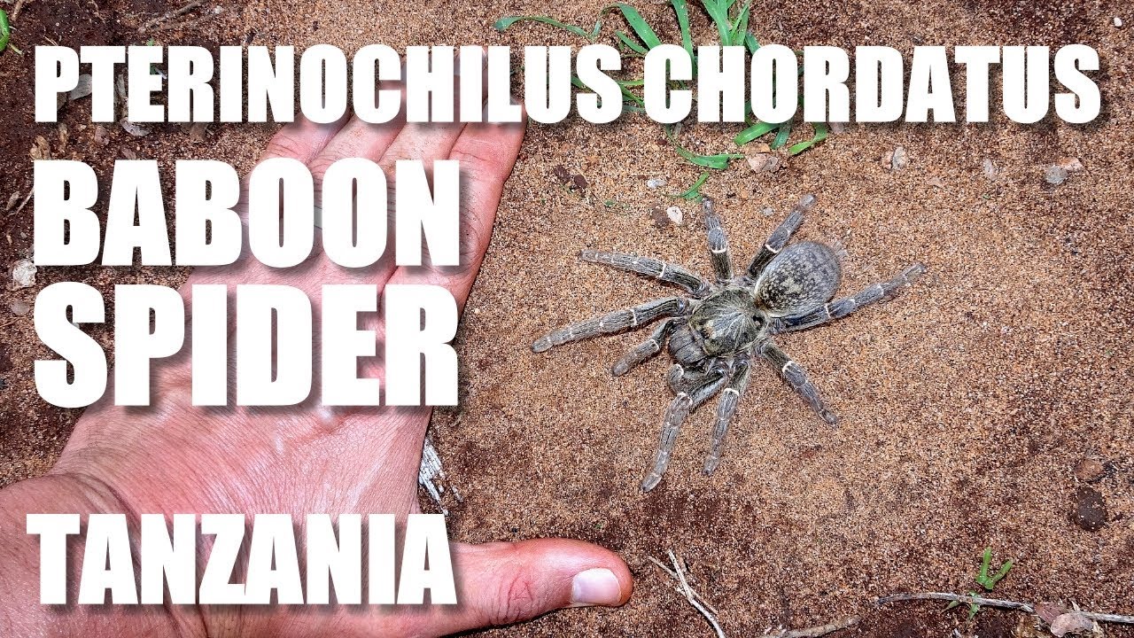 KILIMANJARO MUSTARD BABOON SPIDER Tanzania - YouTube