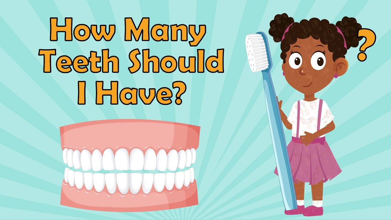 How Many Teeth Should I Have? | Facts About Teeth | Biology Facts ...